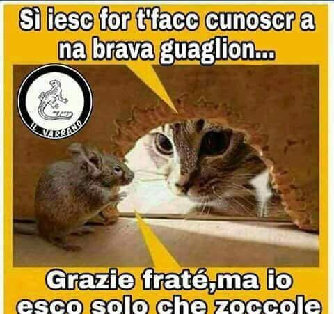 Tutti i meme sui Topi - Facciabuco.com