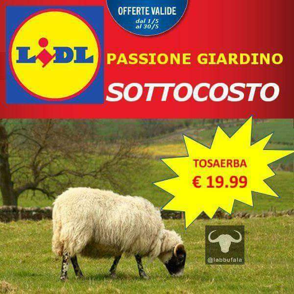 Tutti i meme su Virginia Raggi - Facciabuco.com