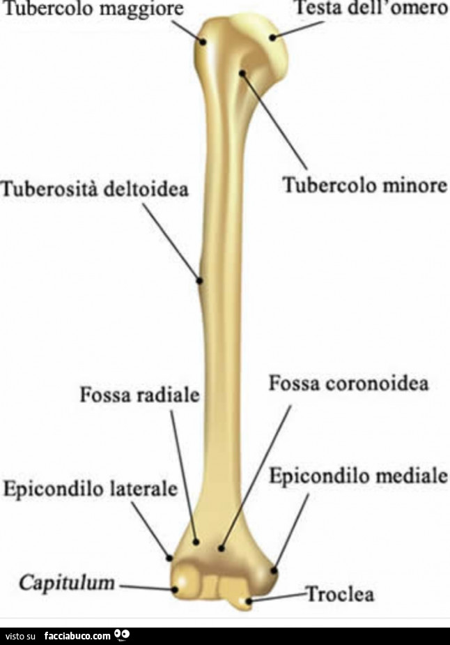 Tubercolo maggiore. Testa dell'omero - Facciabuco.com